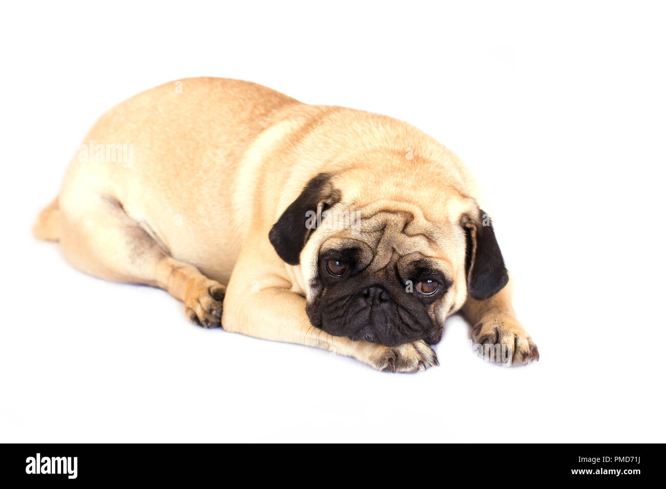 A cute pug dog with a sad Cut Out Stock Images & Pictures - Alamy