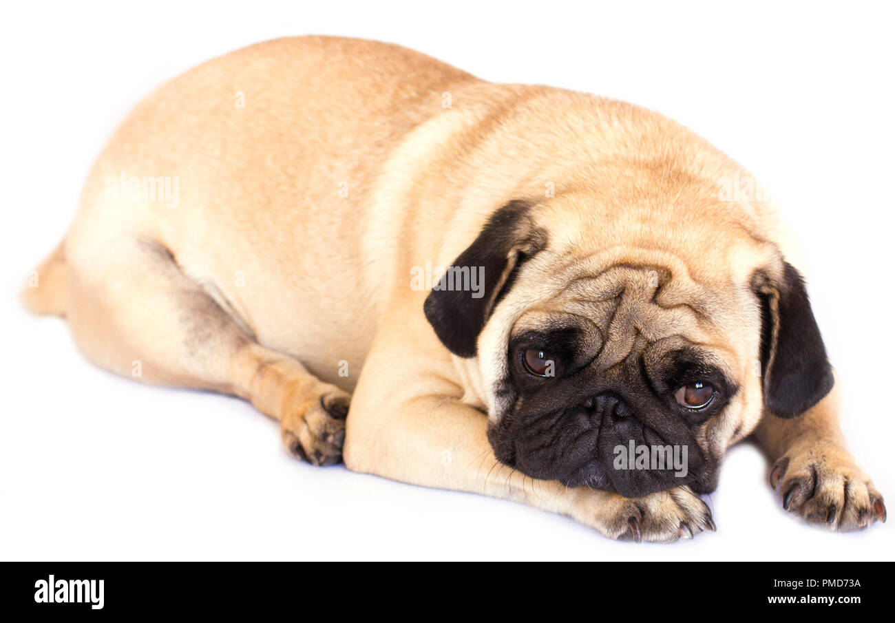 A cute pug dog with a sad Cut Out Stock Images & Pictures - Alamy