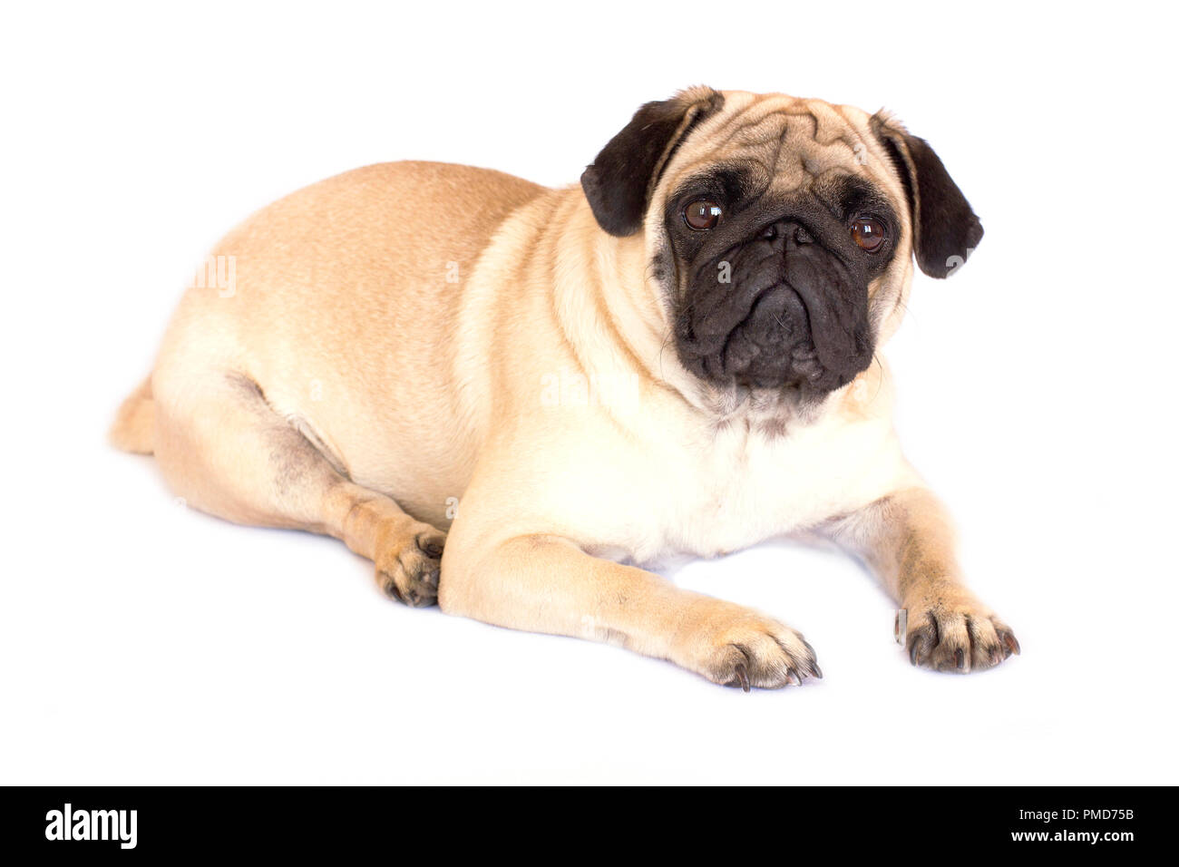 Closeup sad pug dog Cut Out Stock Images & Pictures - Alamy