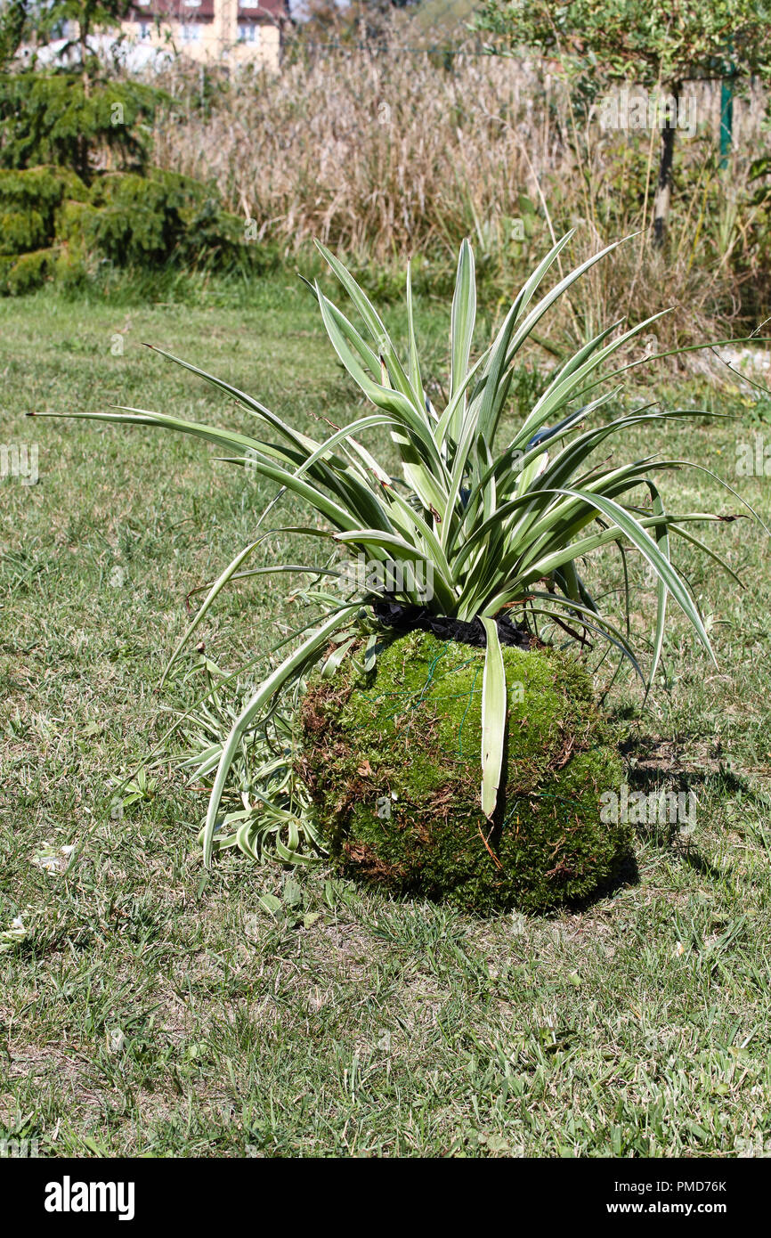 Kokedama: very popular planting styles; chlorophytum as kokedama. The ...