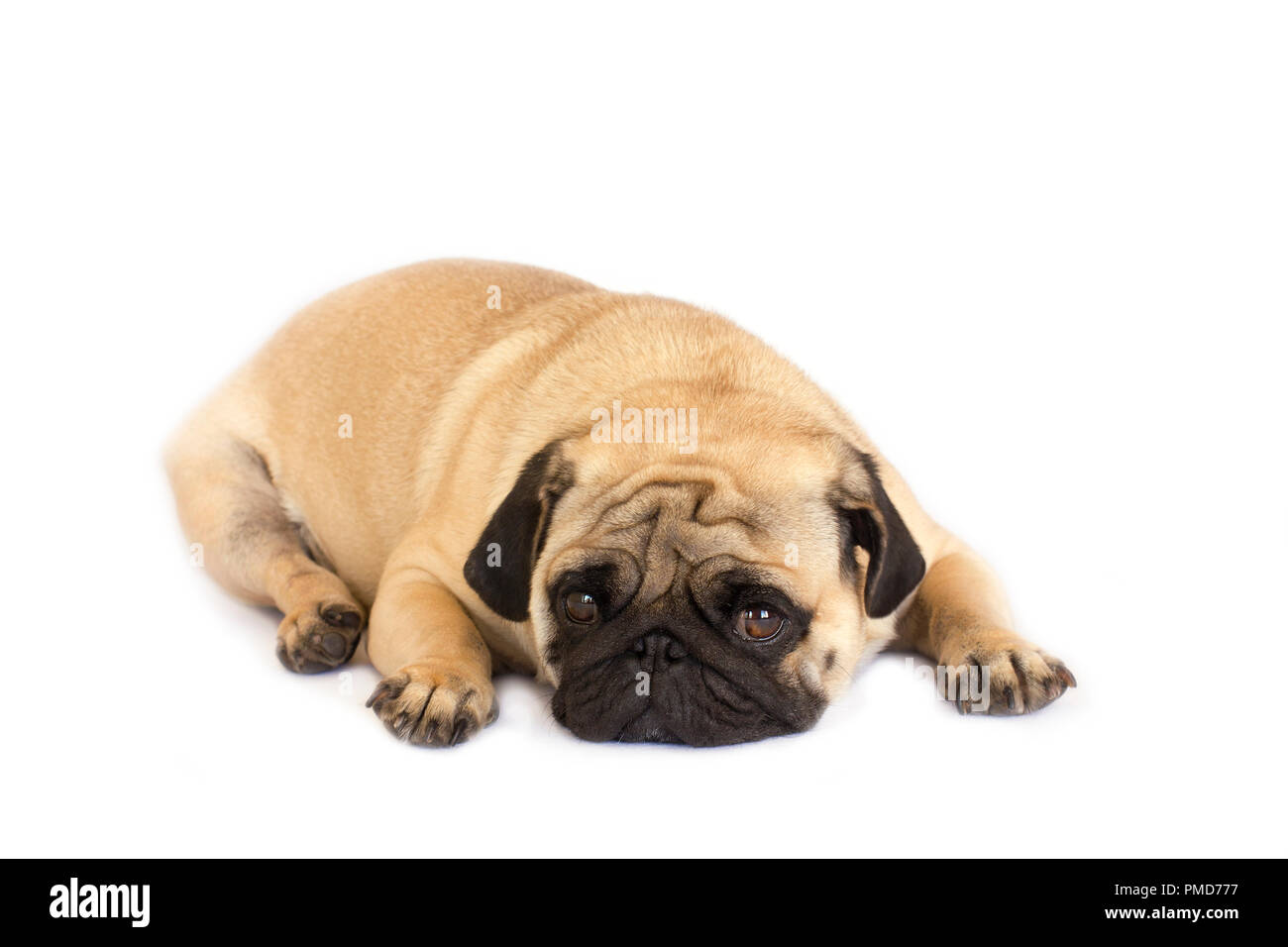 Closeup sad pug dog Cut Out Stock Images & Pictures - Alamy
