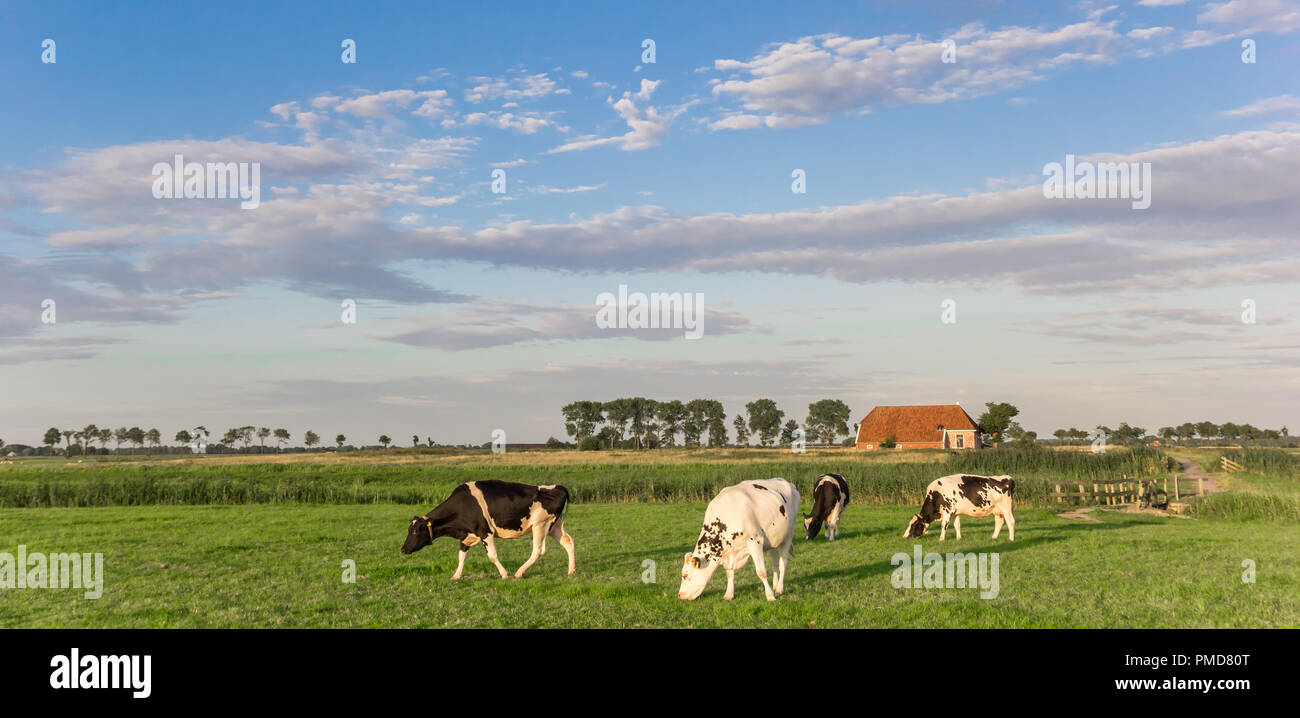Panorama of cows and a farm in Groningen, Netherlands Stock Photo - Alamy