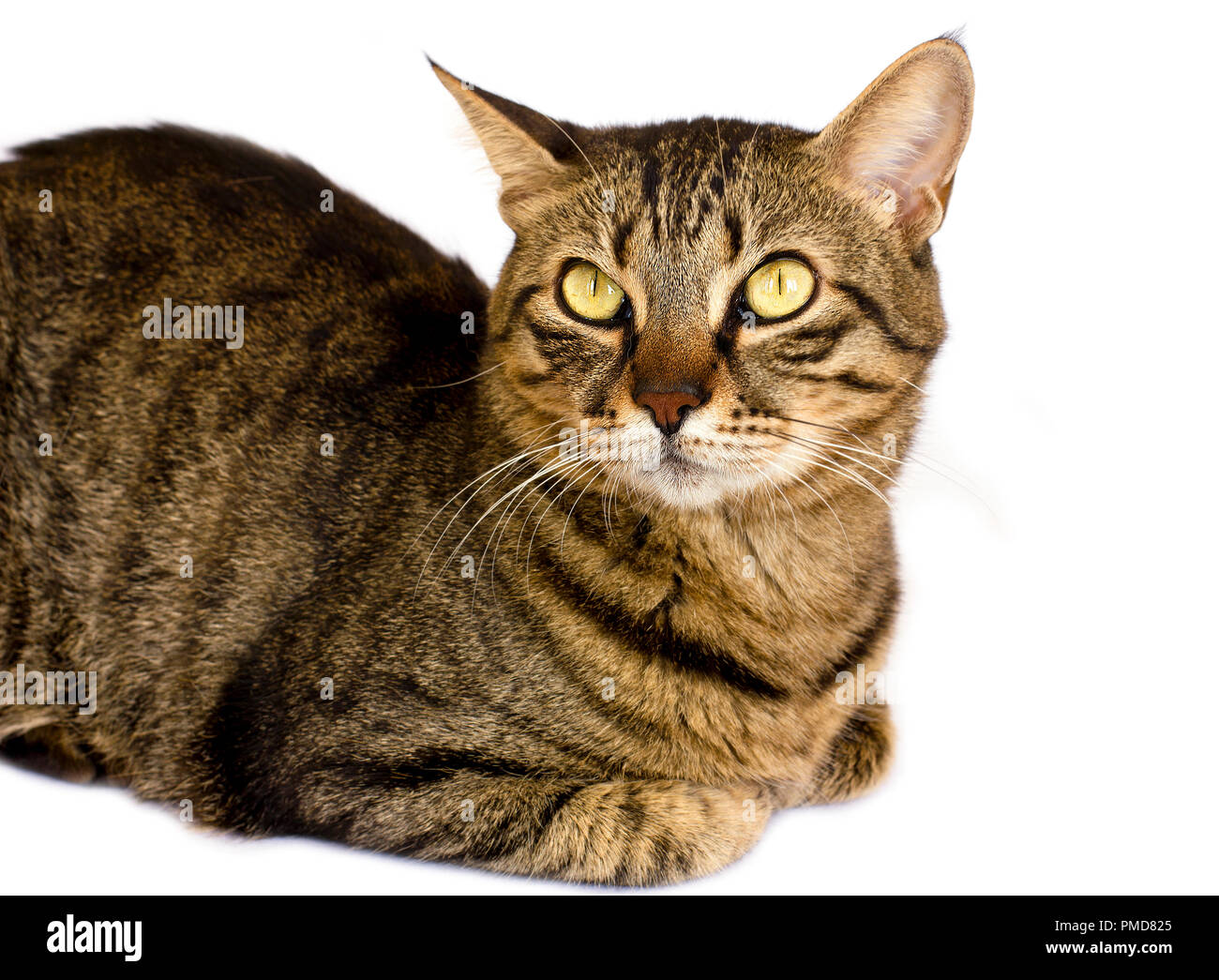 A striped cat on a white background looks aside Stock Photo - Alamy