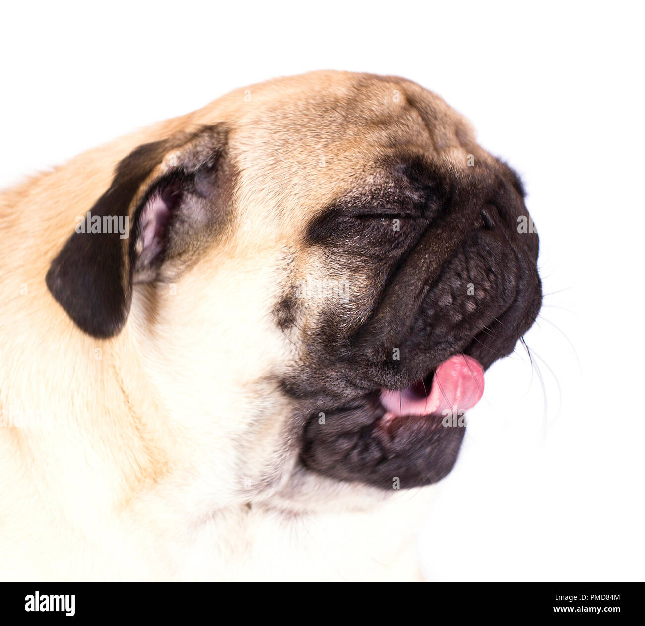 Serious pug dog hi-res stock photography and images - Alamy