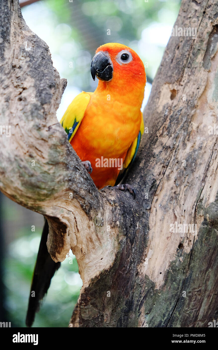 Portrait of sun conure Stock Photo - Alamy