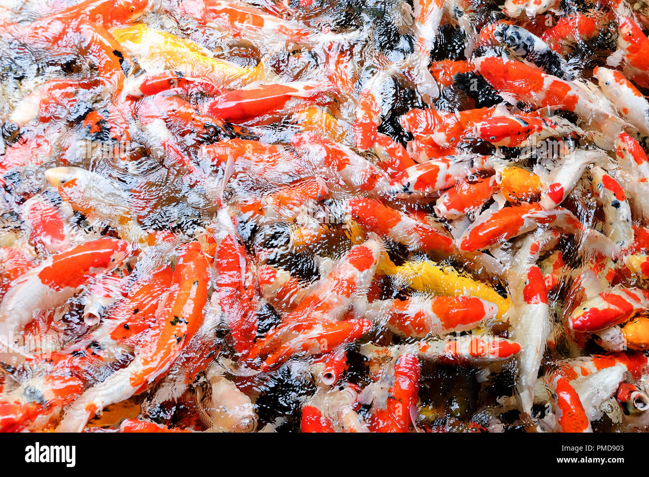 Large group young fish swim hi-res stock photography and images - Alamy