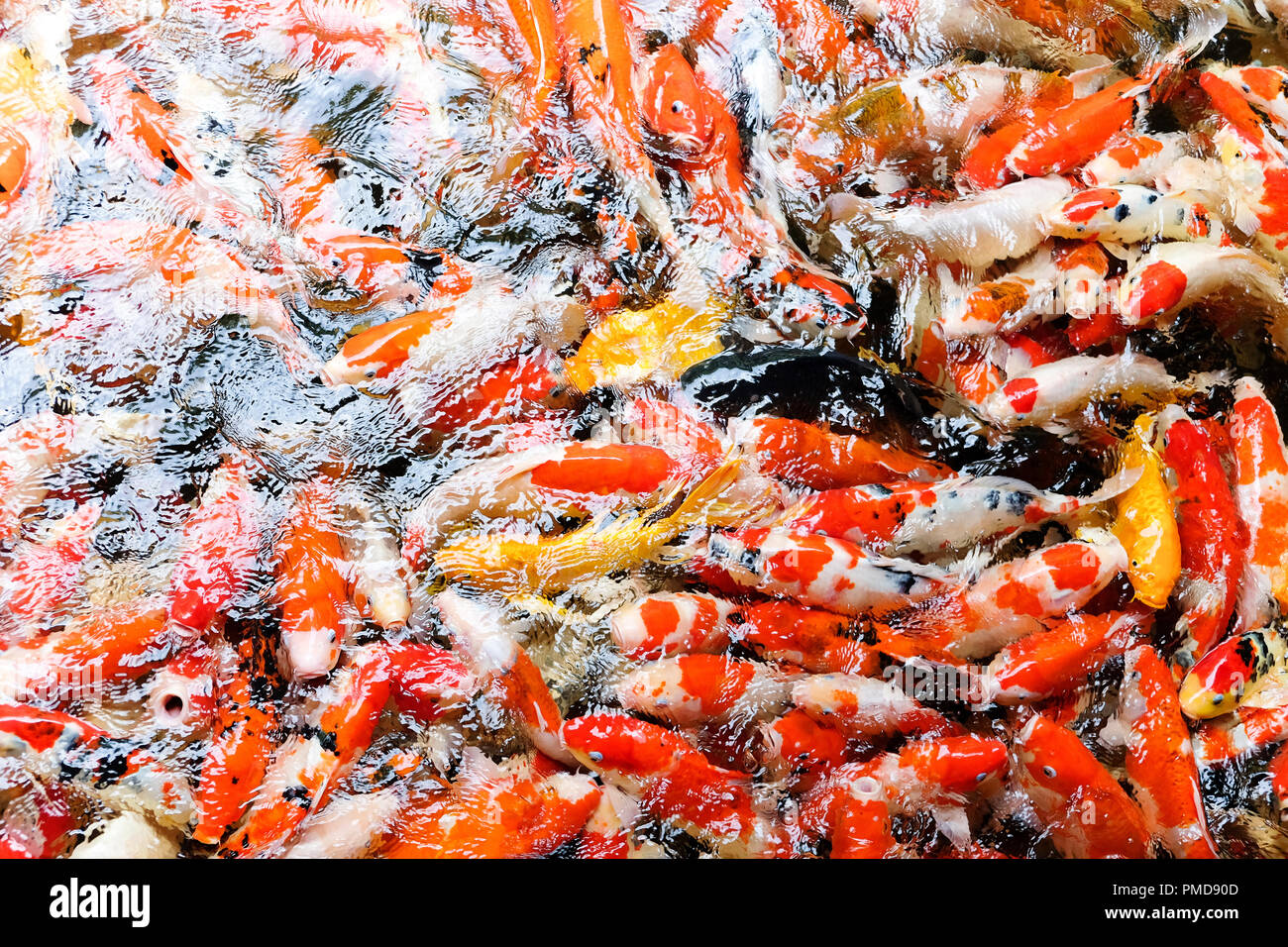 Colorful koi carp fish group swimming in pond Stock Photo - Alamy