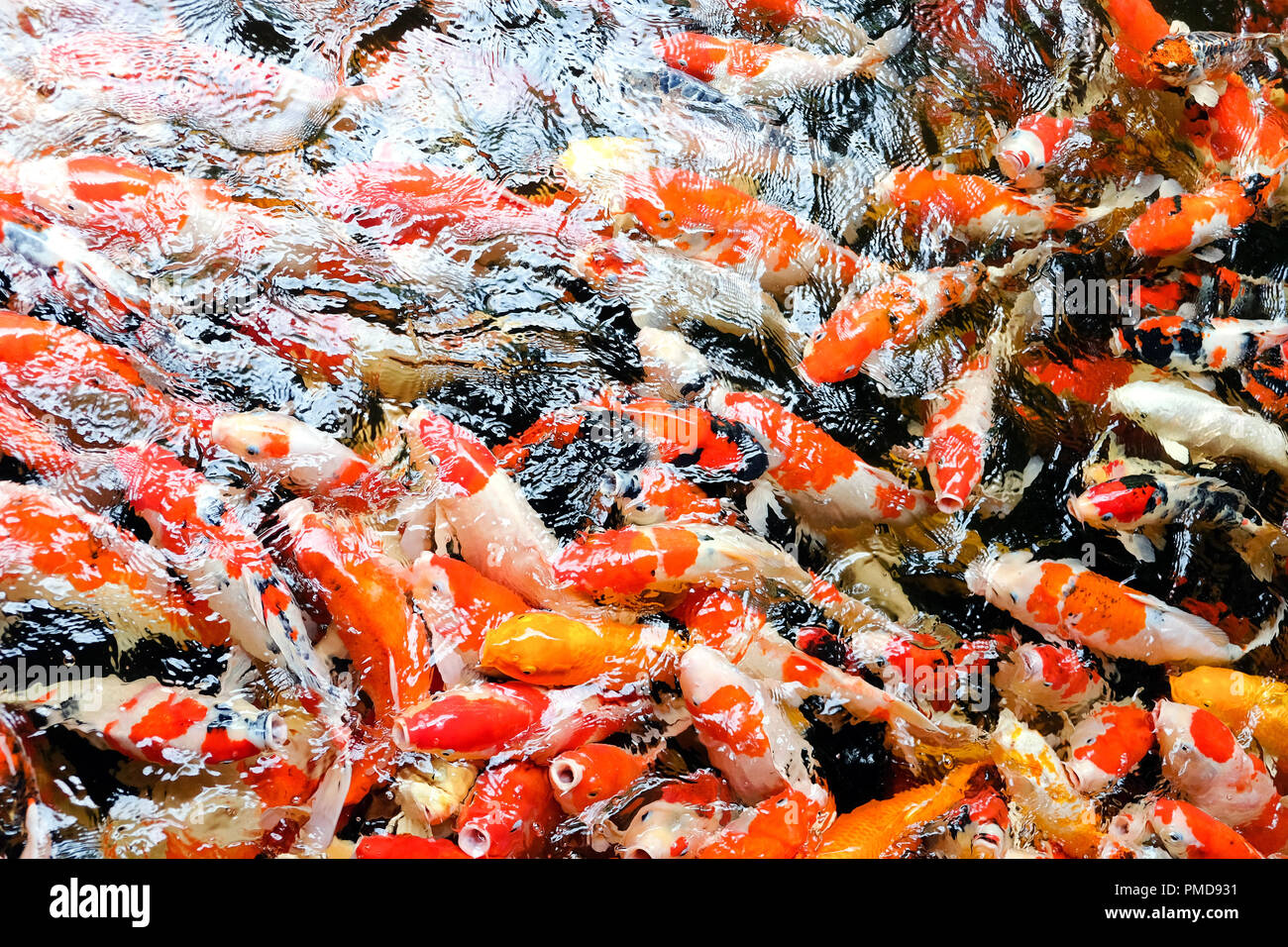 Gold fish large tank hi-res stock photography and images - Alamy