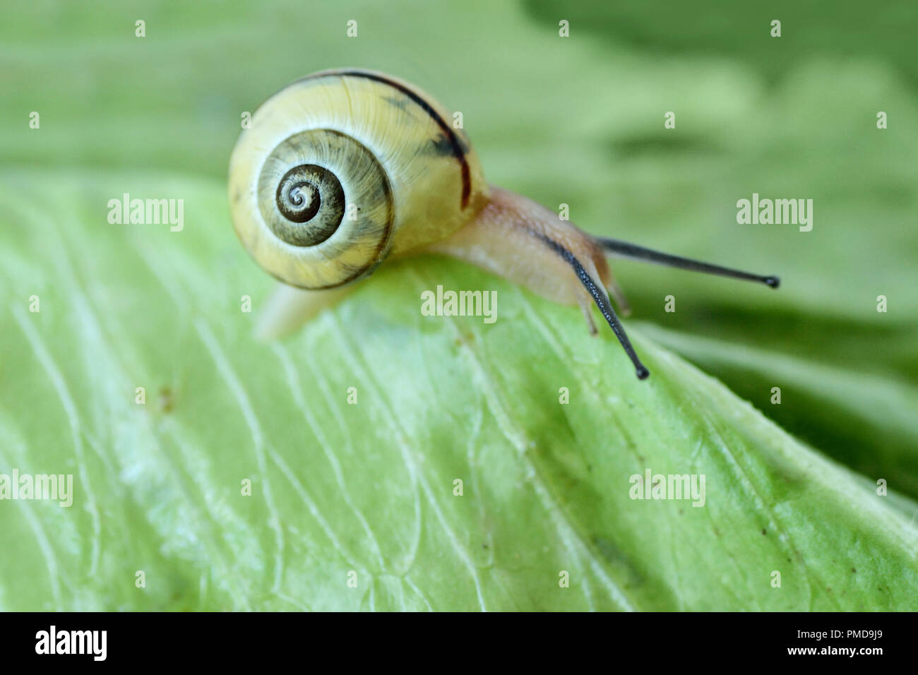 Golden ratio nature hi-res stock photography and images - Alamy