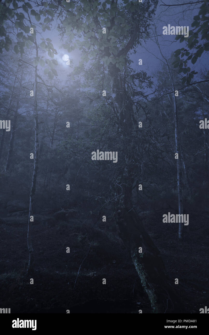 Full moon over the black forest hi-res stock photography and images - Alamy