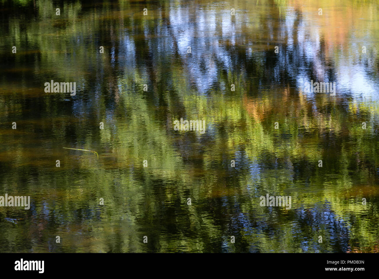 Trees reflecting on the surface of Sandy Stream in Unity Maine in the ...