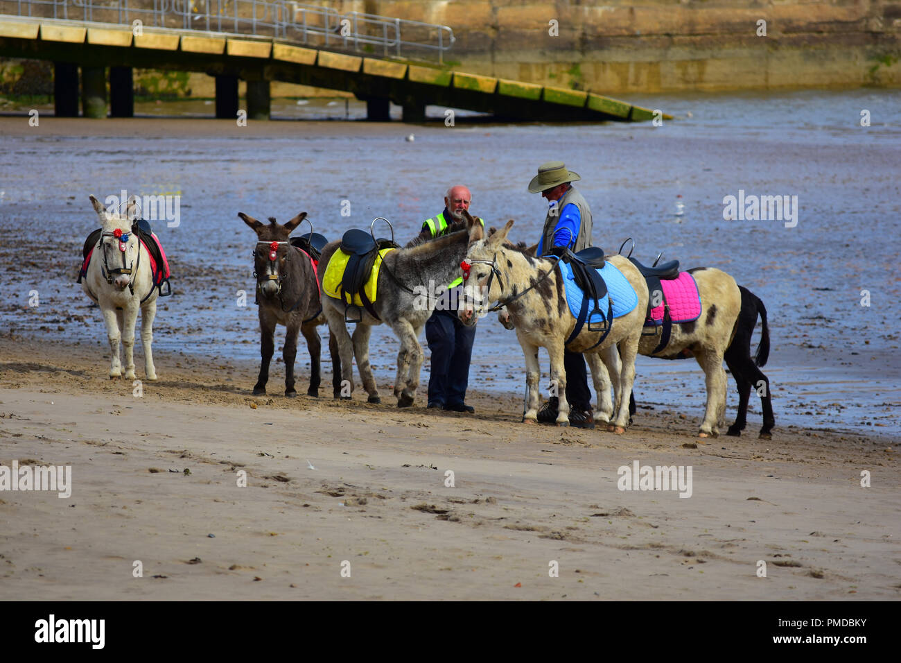 Donkeys on Scarborough beach, North Yorkshire Moors, England UK Stock ...