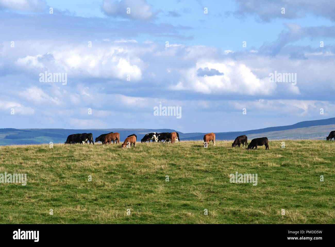 Rearing cattle hi-res stock photography and images - Alamy