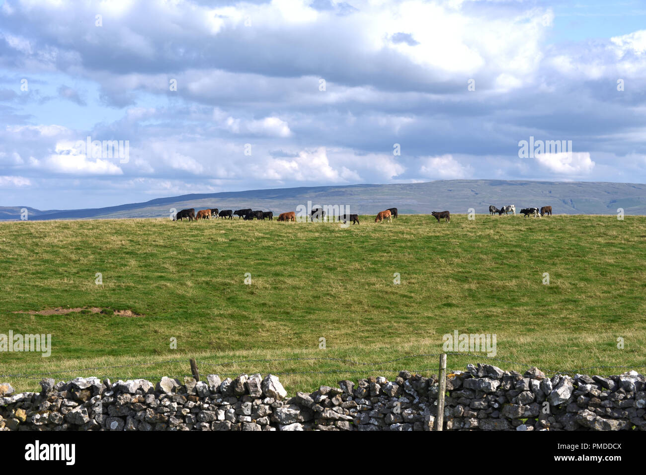 Rearing of cattle hi-res stock photography and images - Alamy