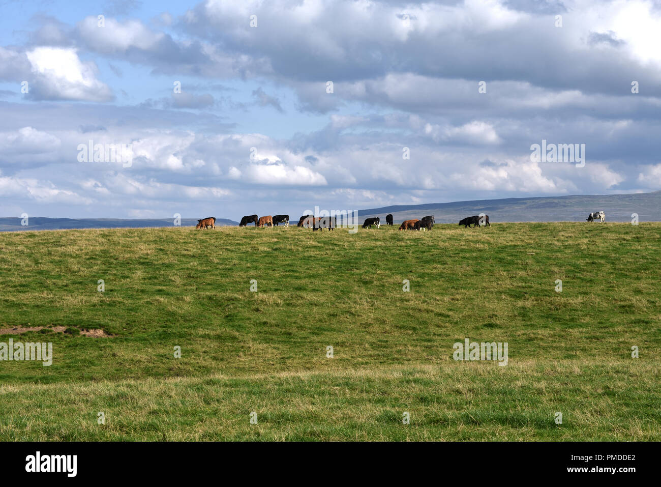 Limousin cow herd uk hi-res stock photography and images - Alamy