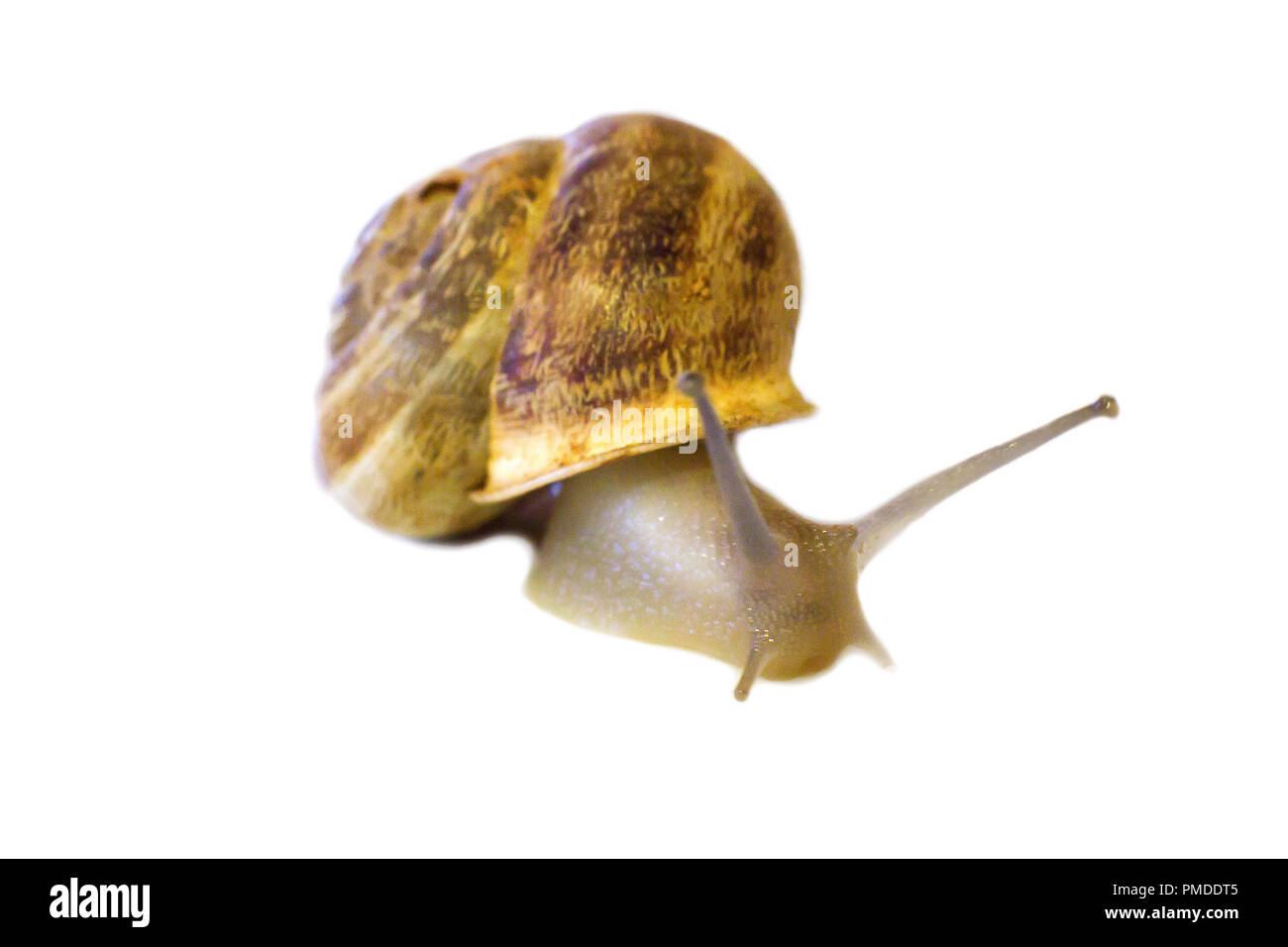 Snail in natural nature Cut Out Stock Images & Pictures - Alamy