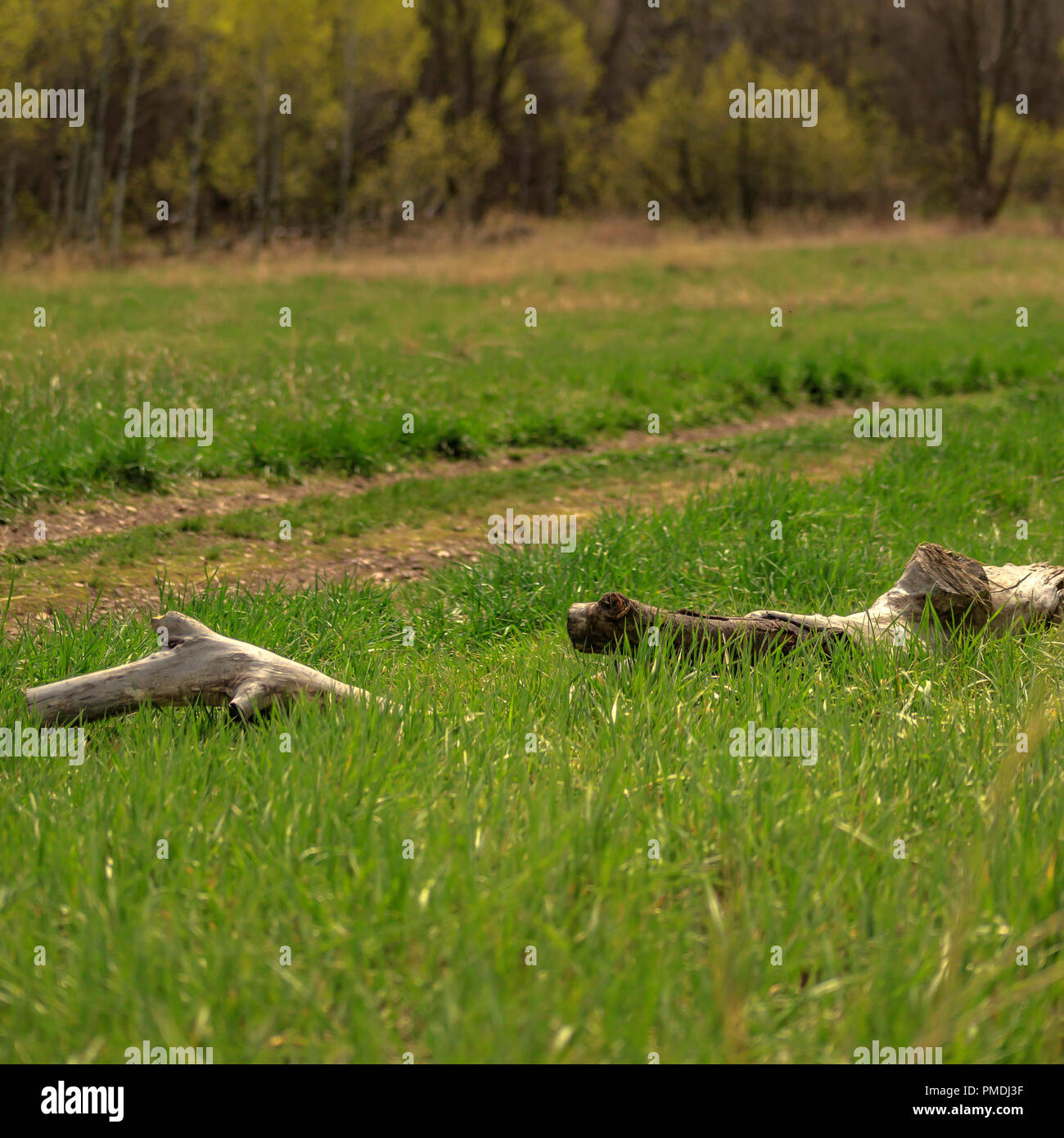 Trunk of a dead tree lying beside a trailway Stock Photo - Alamy