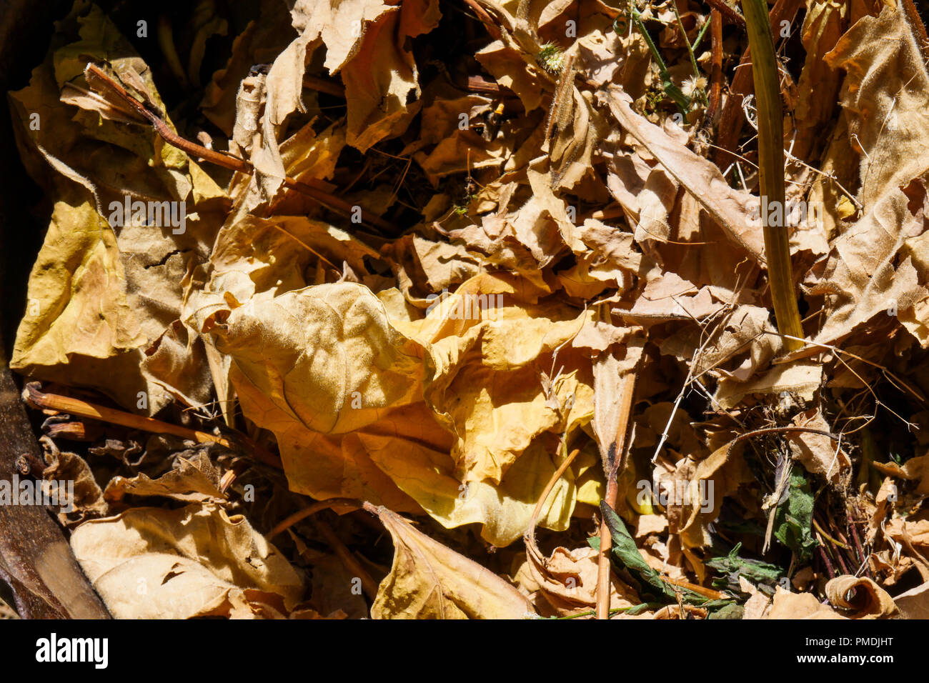 Collecting dead leaves to produce compost, Lyon, France Stock Photo - Alamy
