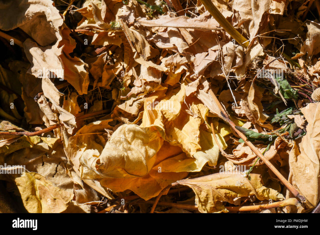 Collecting dead leaves to produce compost, Lyon, France Stock Photo - Alamy