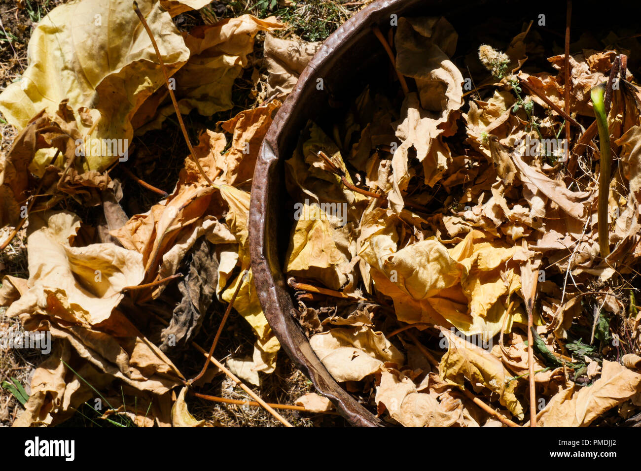 Collecting dead leaves to produce compost, Lyon, France Stock Photo - Alamy