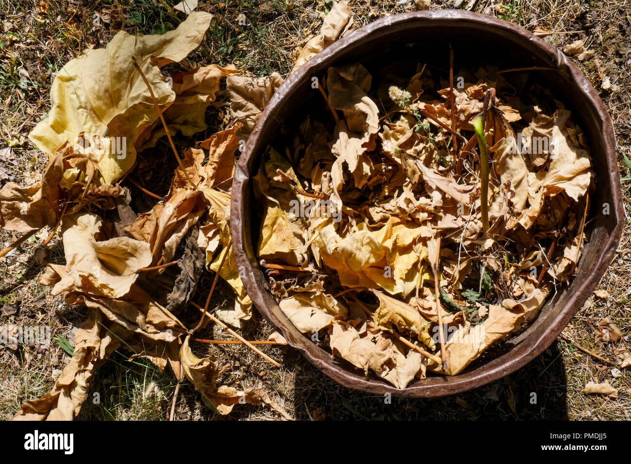 Collecting dead leaves to produce compost, Lyon, France Stock Photo - Alamy