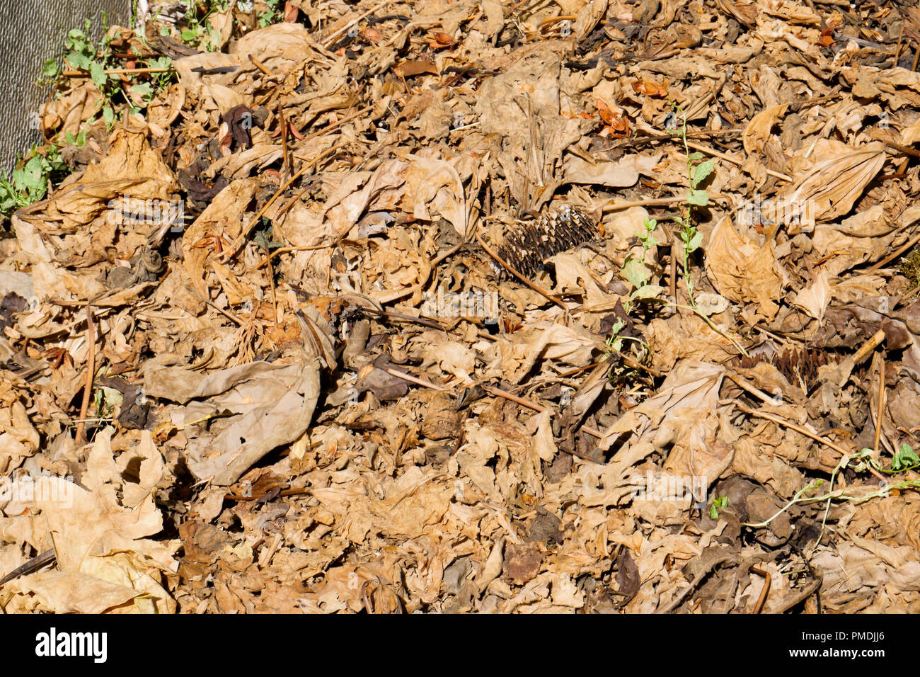 Collecting dead leaves to produce compost, Lyon, France Stock Photo - Alamy