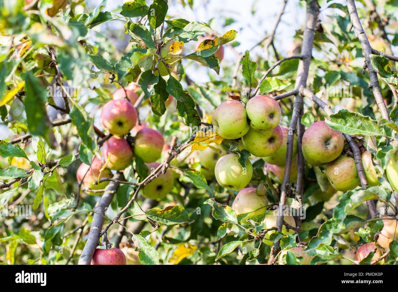 Organic apples fruit on tree branches Stock Photo - Alamy