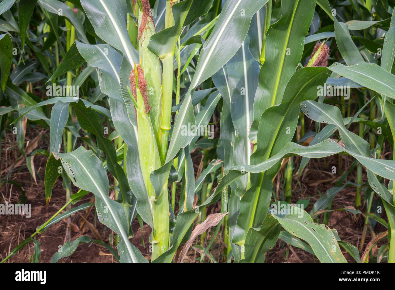 Zea mays linn hi-res stock photography and images - Alamy