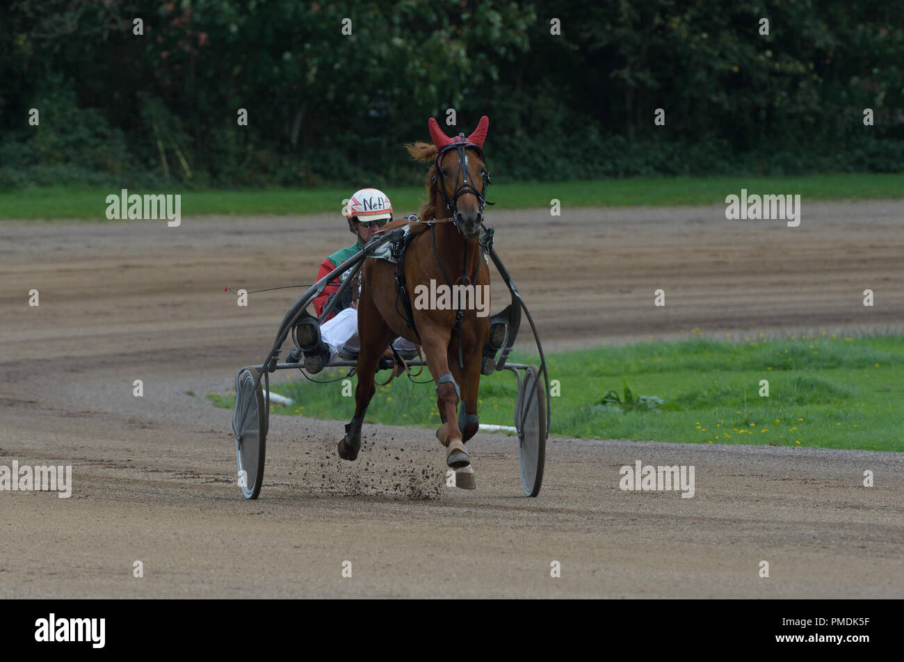 What Is Harness Racing Horse at Brayden Woodd blog