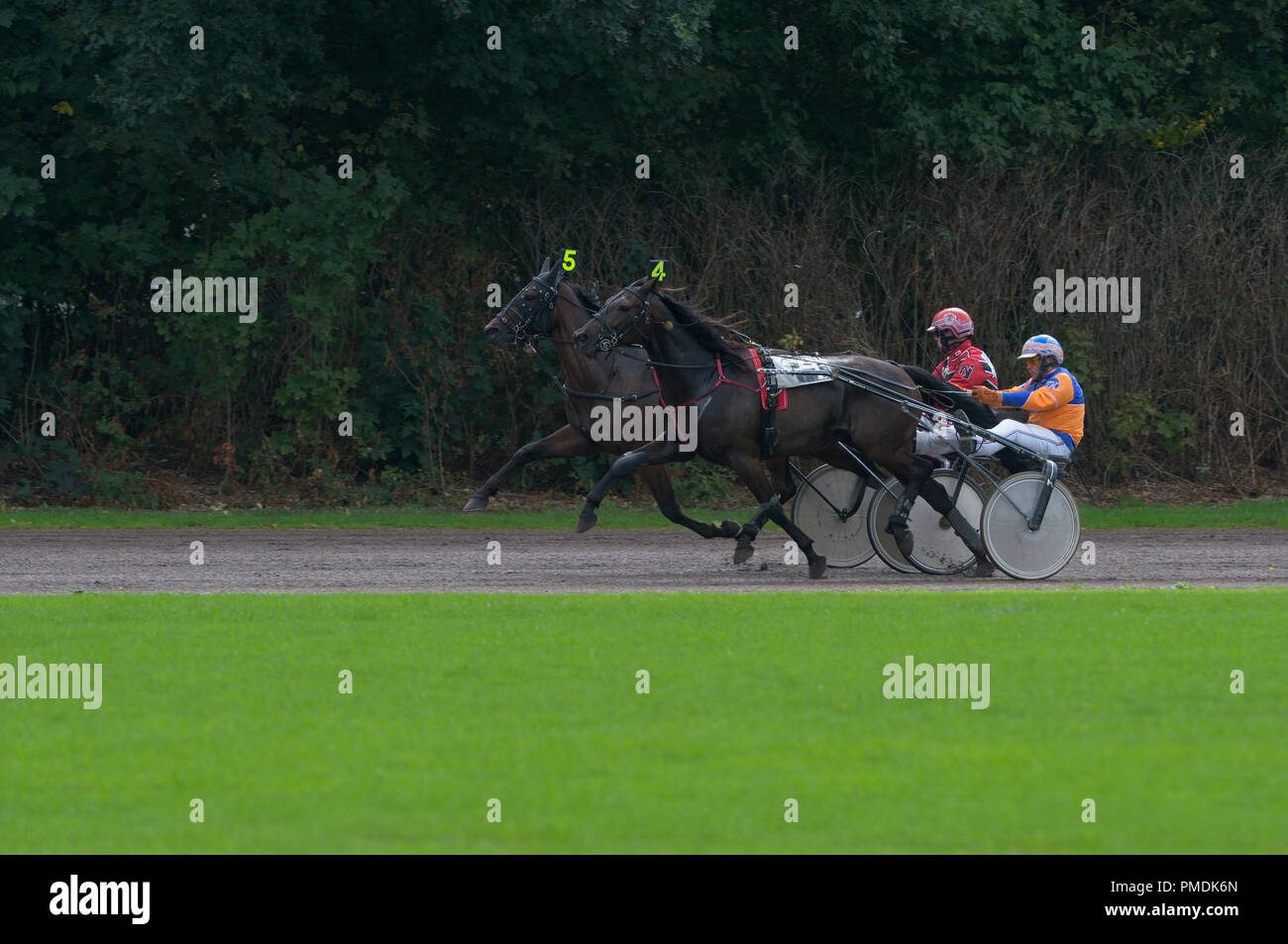 How To Train A Harness Racing Horse at Timothy Samons blog