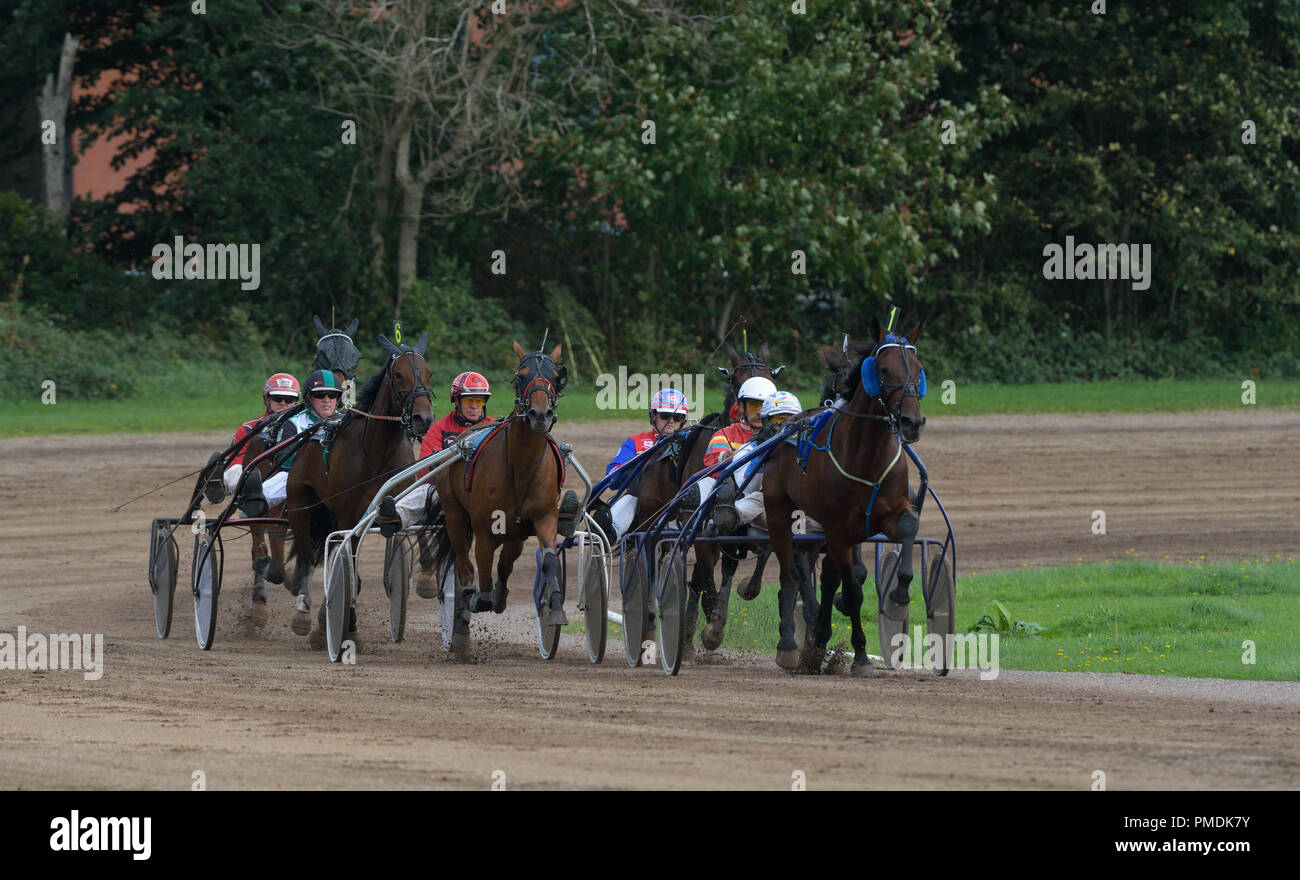 Horse power horses trotter trotting racing sulky hi-res stock ...