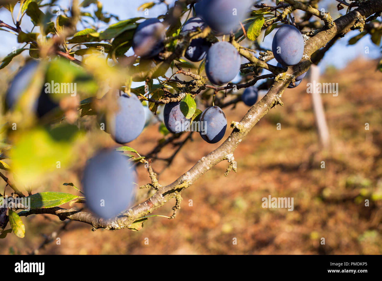 Ripe plum on tree fruit at summer day Stock Photo - Alamy
