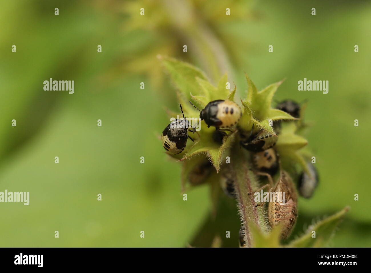 Segmented creature hi-res stock photography and images - Alamy