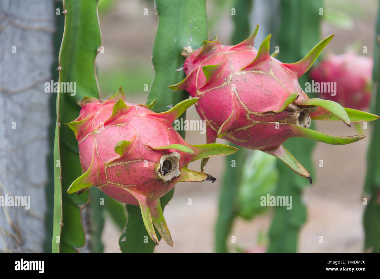 Dragon fruit,Pitaya on tree Stock Photo - Alamy
