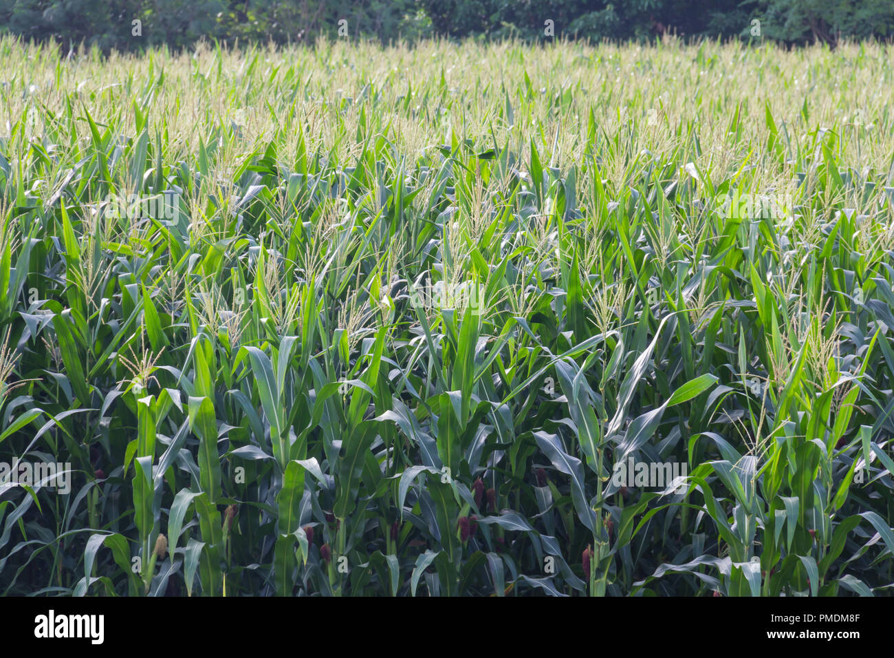 Zea mays linn hi-res stock photography and images - Alamy
