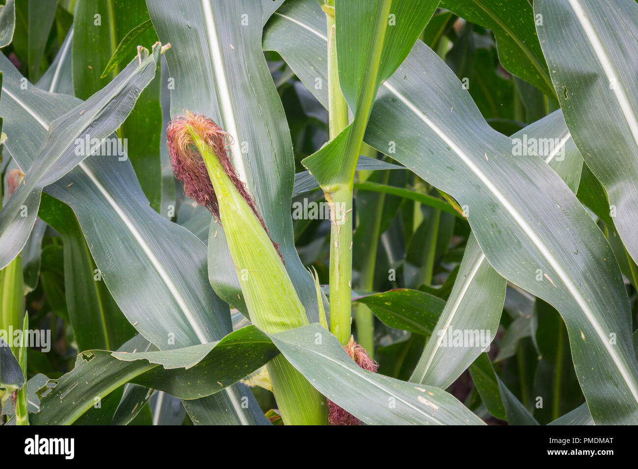 Zea mays linn hi-res stock photography and images - Alamy