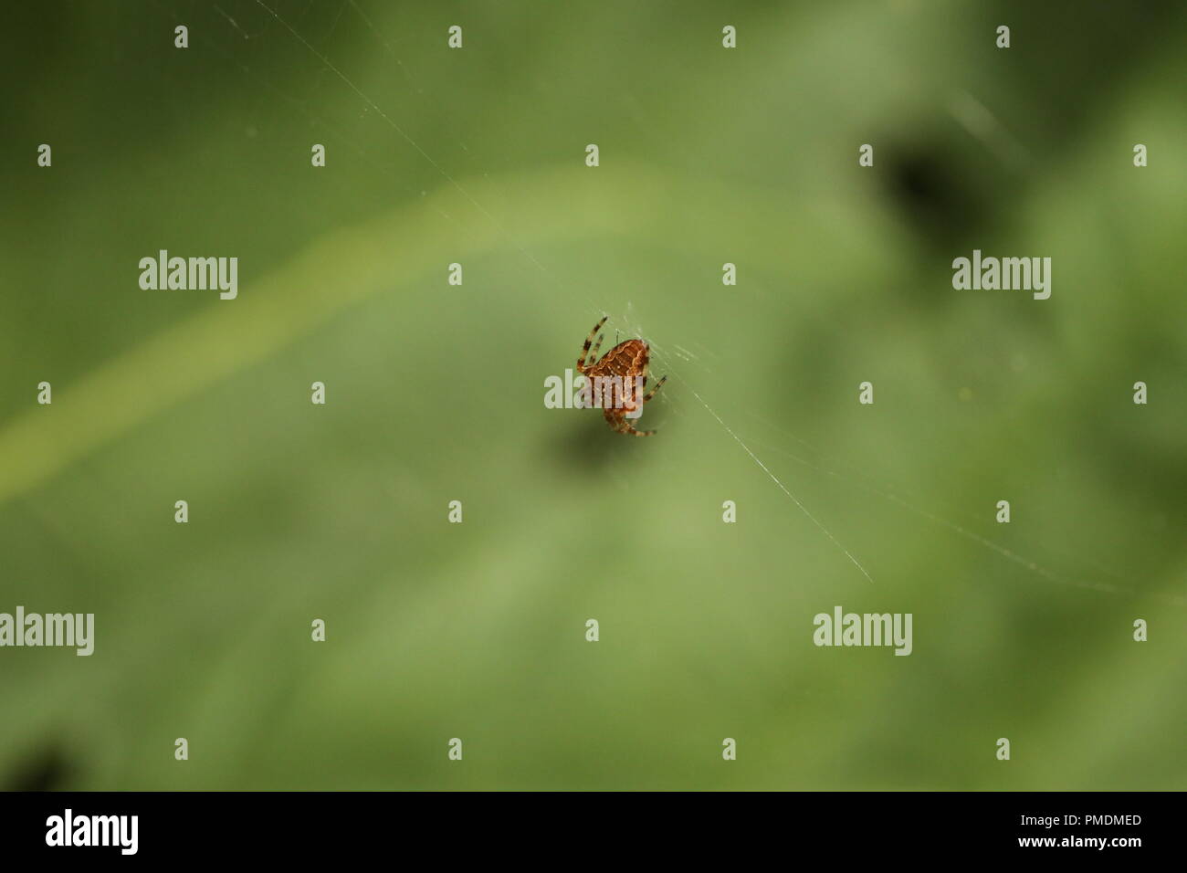 Incy wincy spider hi-res stock photography and images - Alamy