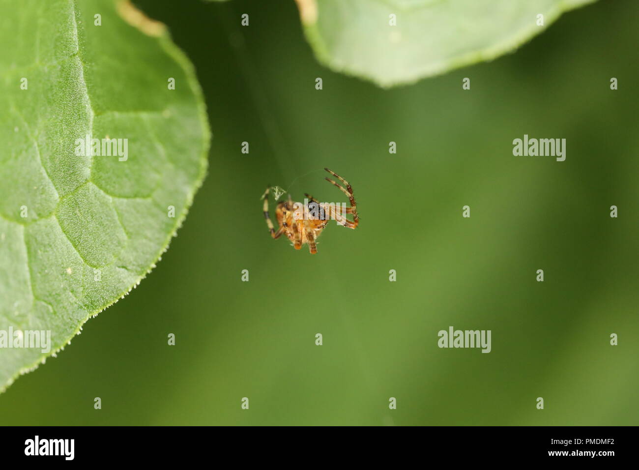Incy wincy spider hi-res stock photography and images - Alamy