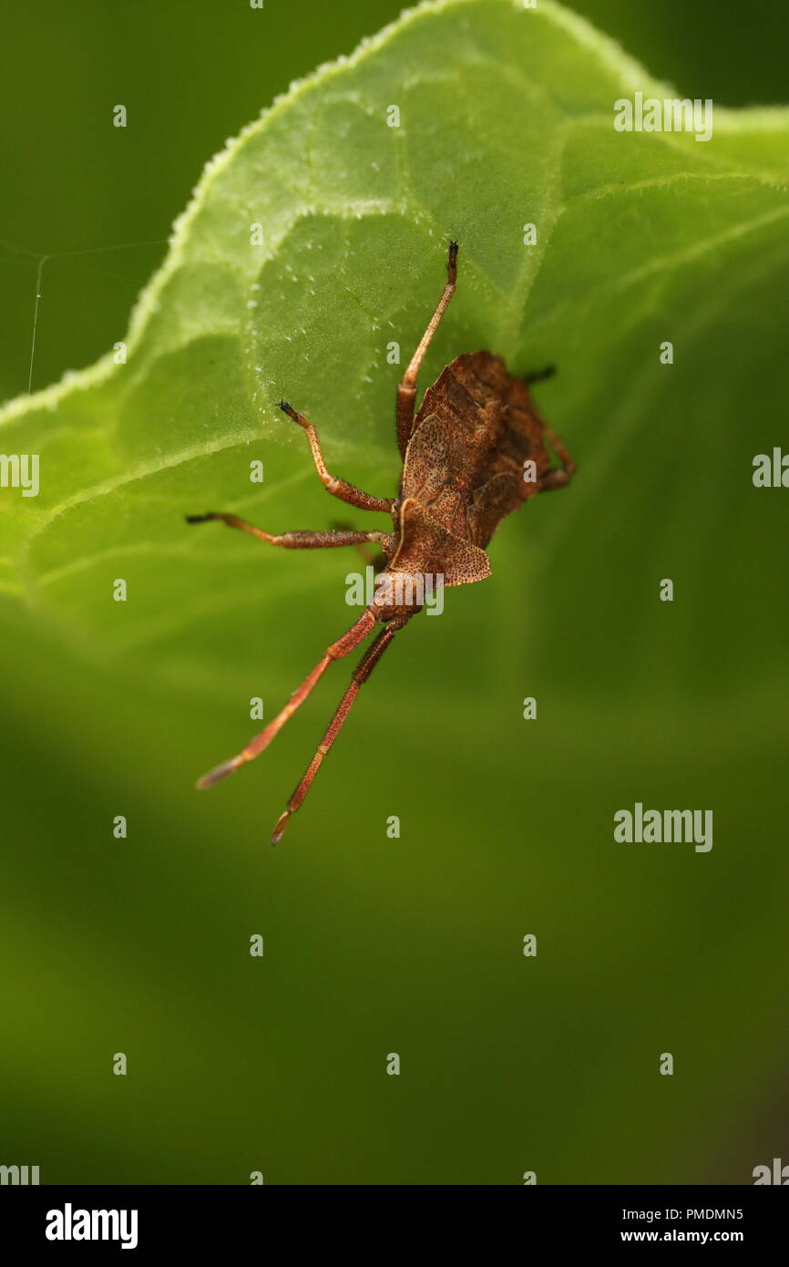 Dock bug on rhubarb leaf Stock Photo - Alamy