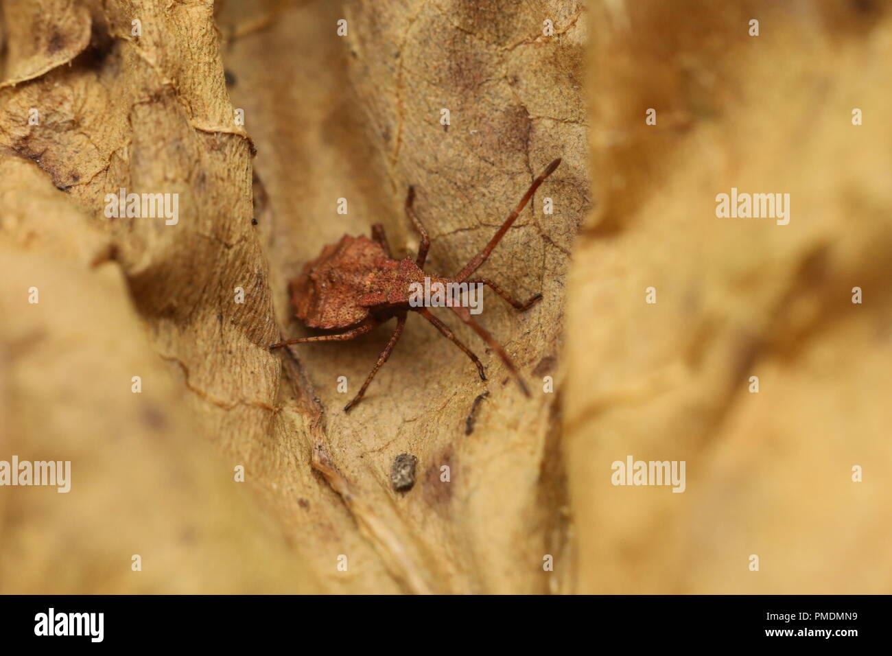 Dock bug in leaf litter Stock Photo - Alamy
