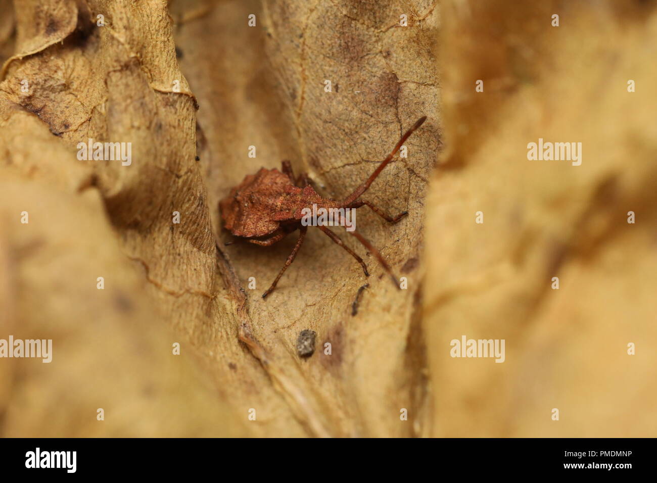 Dock bug in leaf litter Stock Photo - Alamy