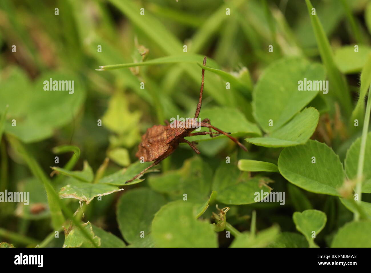 True clover hi-res stock photography and images - Alamy