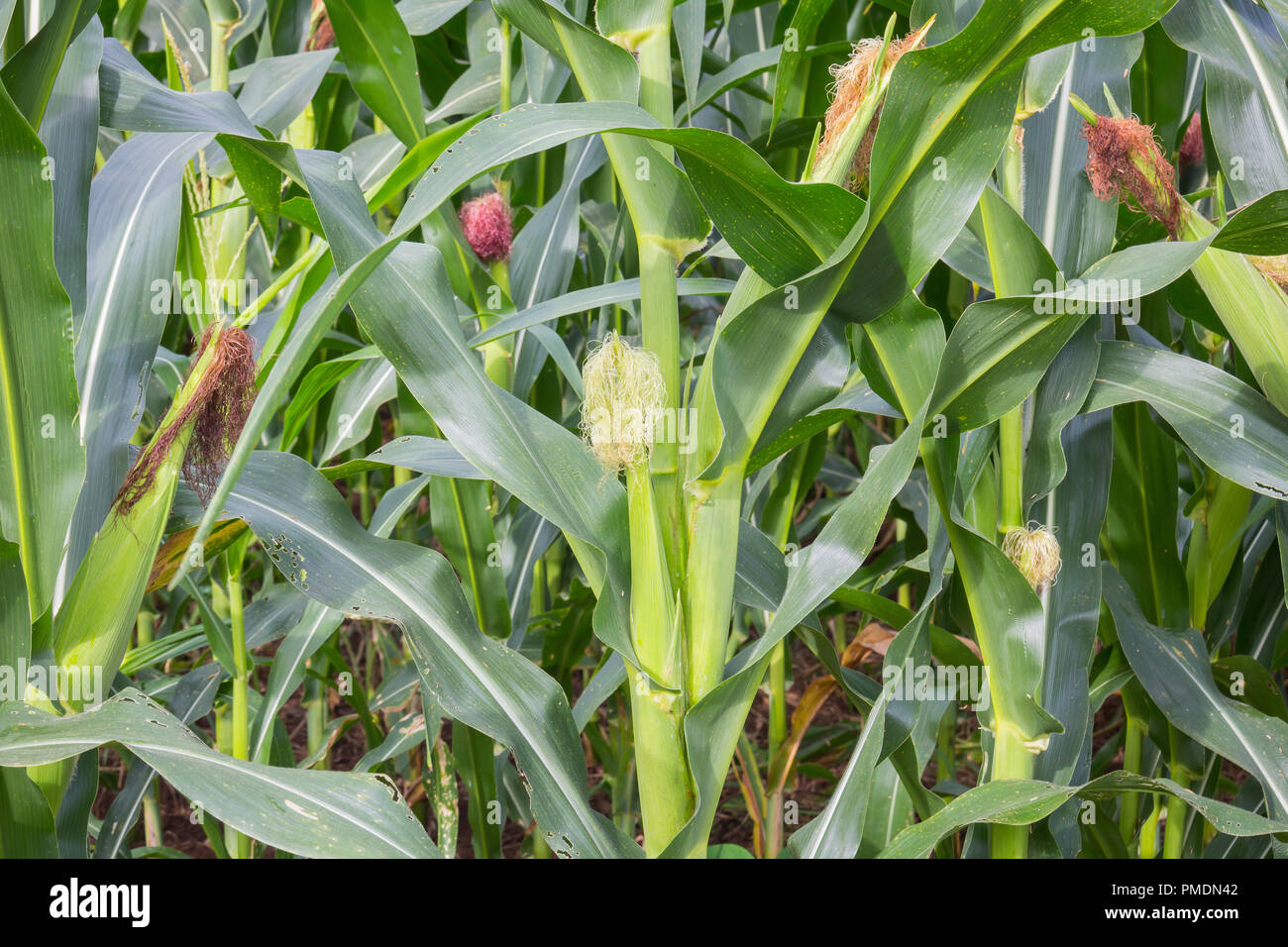 Zea mays linn hi-res stock photography and images - Alamy