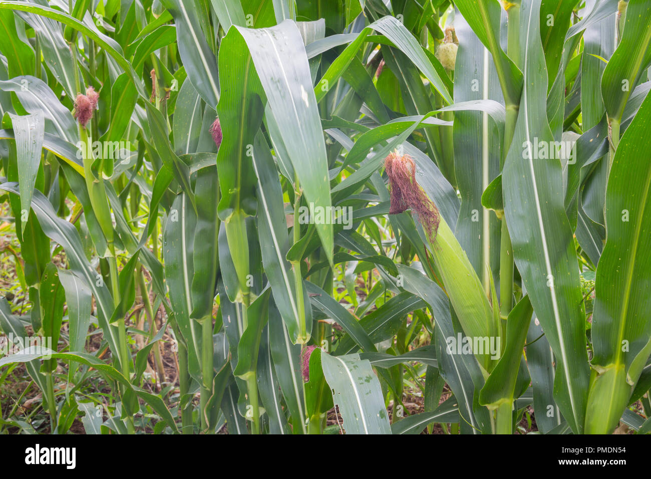 Zea mays linn hi-res stock photography and images - Alamy