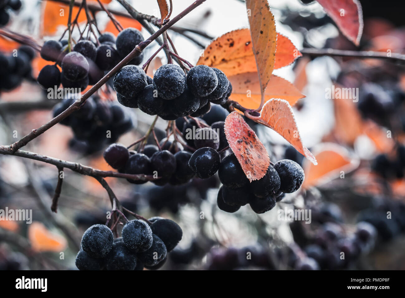 Aronia plants hi-res stock photography and images - Alamy