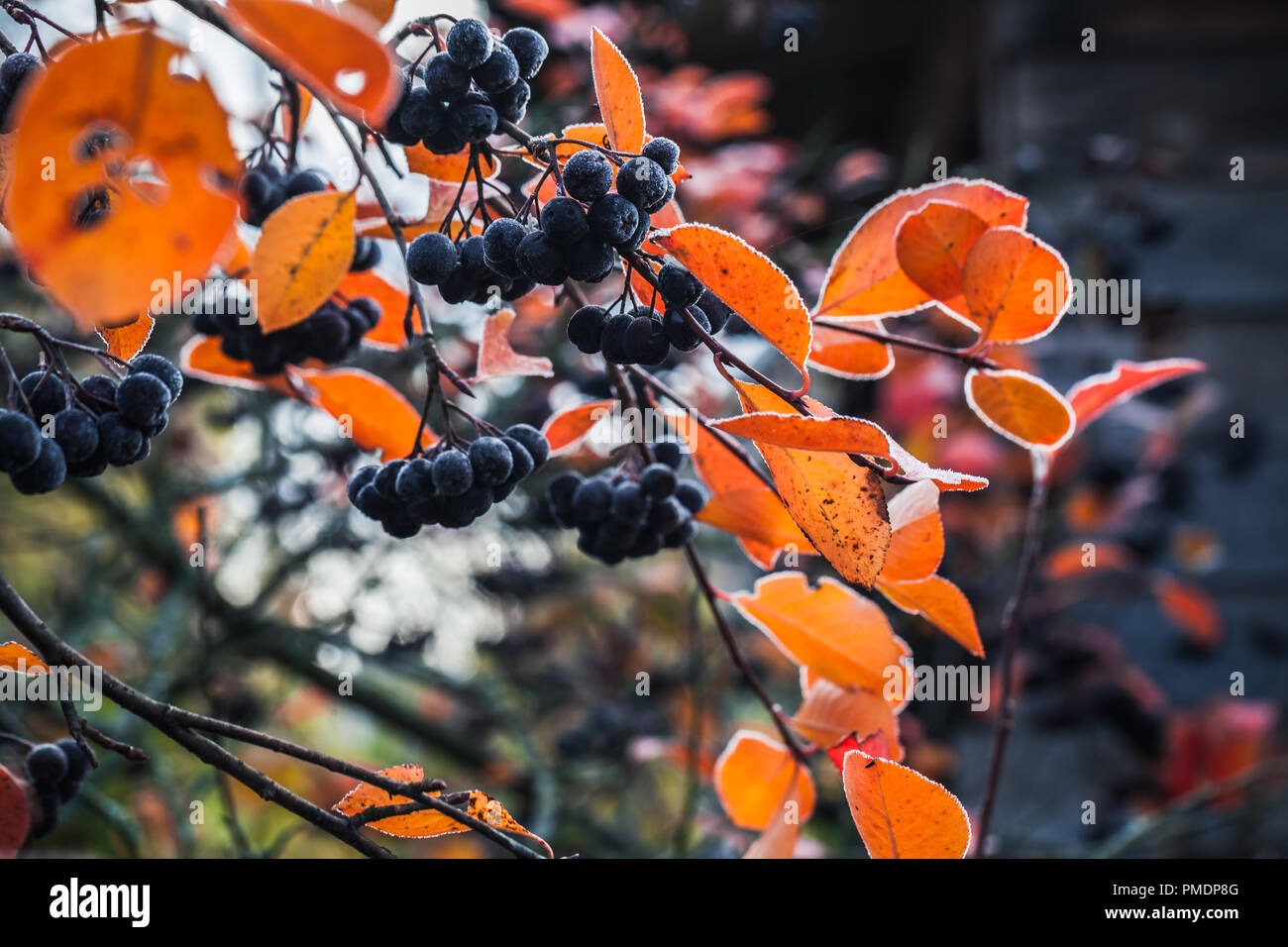 Aronia plants hi-res stock photography and images - Alamy