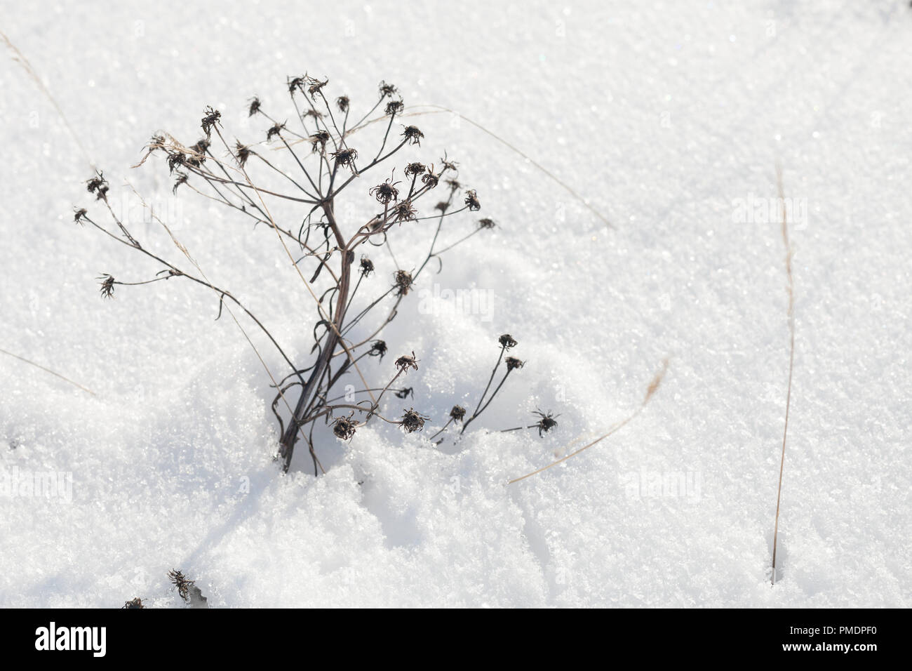 Dry flowers cowered with snow, winter natural background photo Stock ...