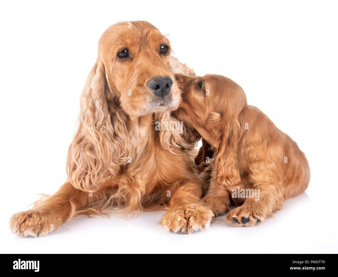 puppy cocker spaniel and mother in front of white background Stock ...