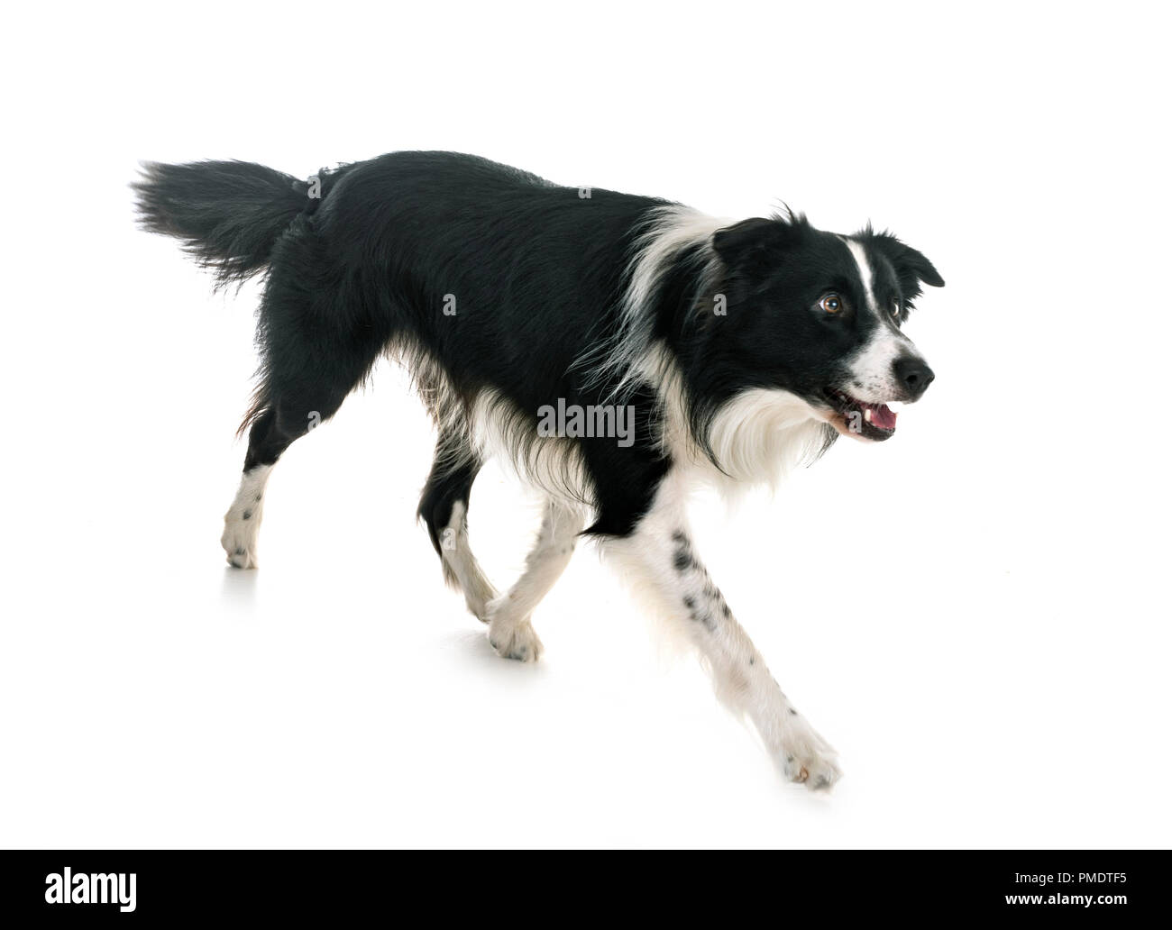 border collie in front of white background Stock Photo - Alamy
