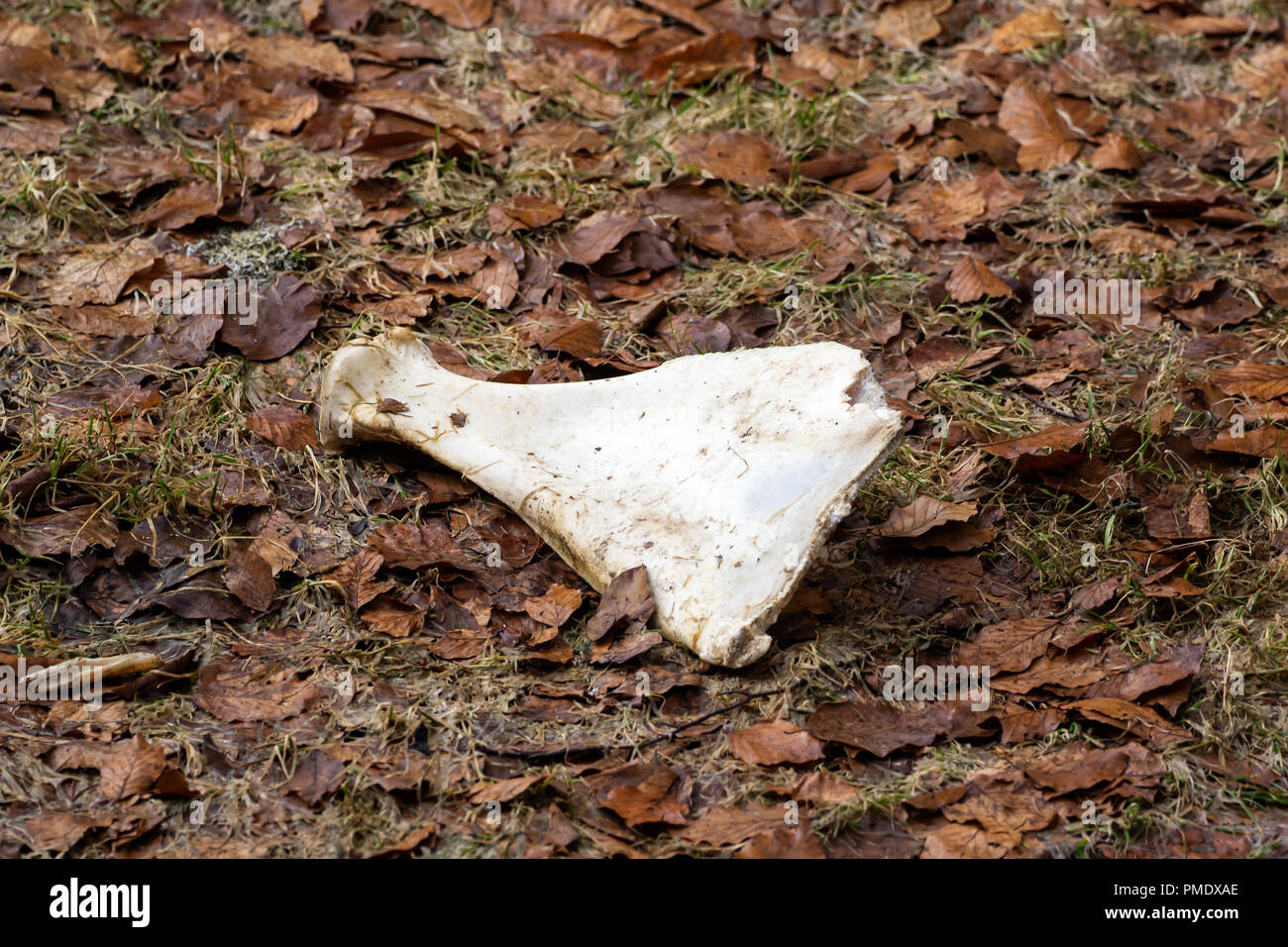 Canine fragment hi-res stock photography and images - Alamy